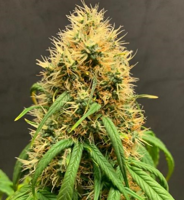 Auto Mimosa Feminised Cannabis Seeds | OO Seeds