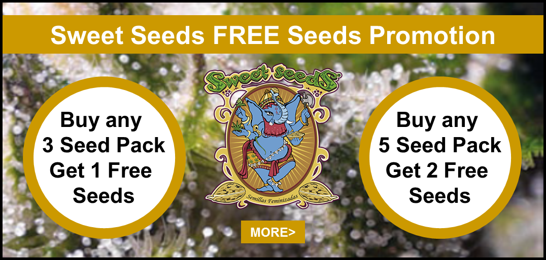 Dark Devil Auto, that's Sweet Seeds