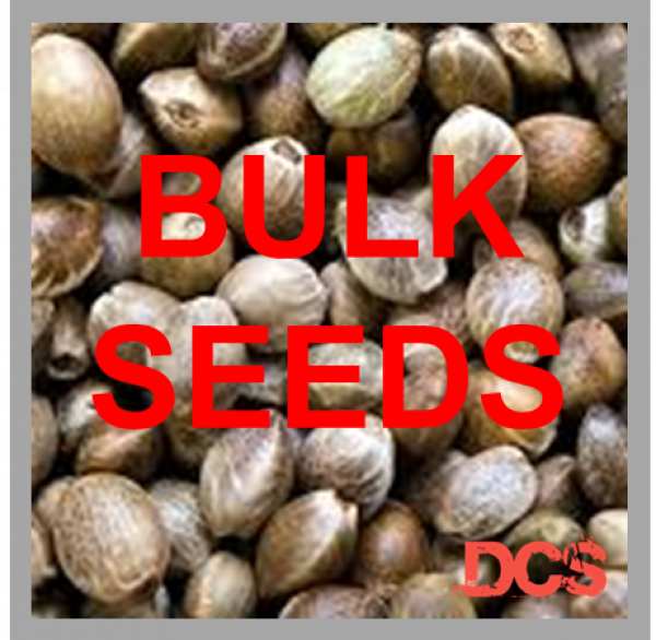 Introducing New Bulk Cannabis Seeds Zwonka Cannabis Seeds.