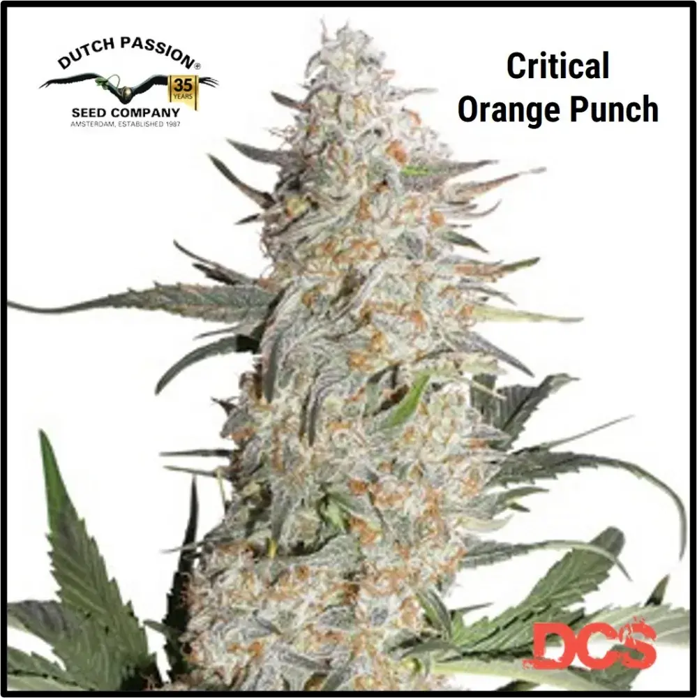 MEGA DEAL -Critical Orange Punch Feminised Cannabis Seeds | Dutch Passion