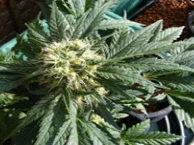 Ortega Cannabis Seeds | Mr Nice Seeds
