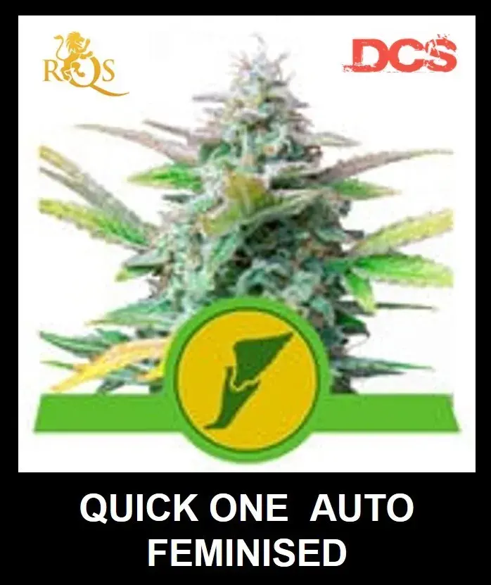 Quick One Auto Feminised Cannabis Seeds | Royal Queen Seeds