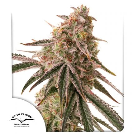 Auto Frozen Biscotti Feminised Cannabis Seeds | Dutch Passion
